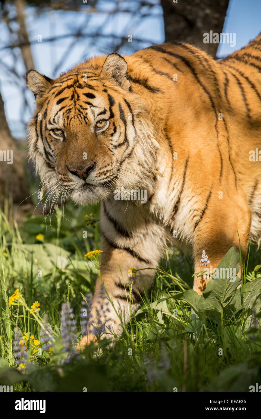 Tiger walking hi-res stock photography and images - Alamy
