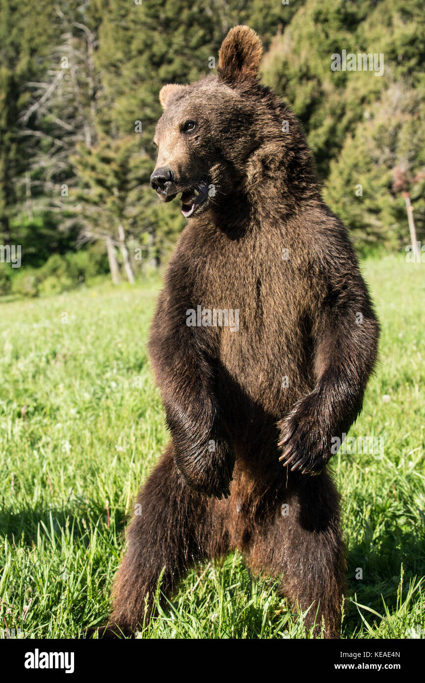 Brown bear standing up hi-res stock photography and images - Alamy