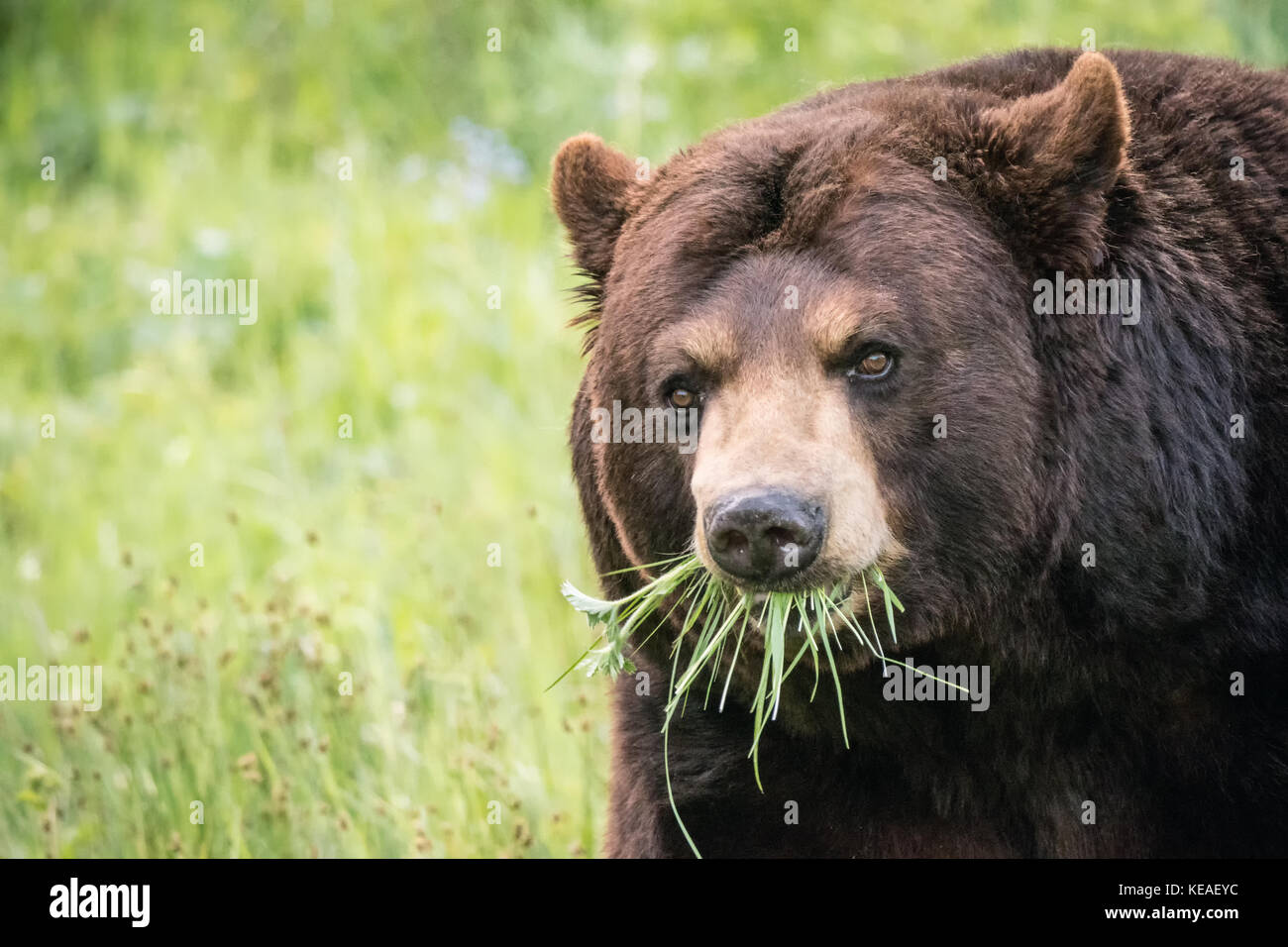 Portrait of a Black Bear eating grass in a meadow, near Bozeman ...