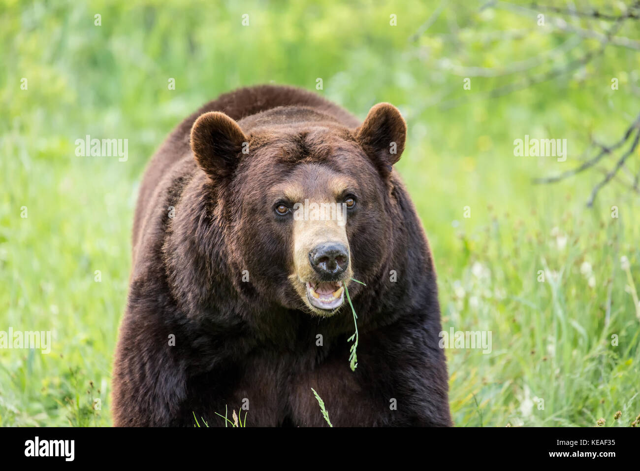 Portrait of a Black Bear eating grass in a meadow, near Bozeman ...