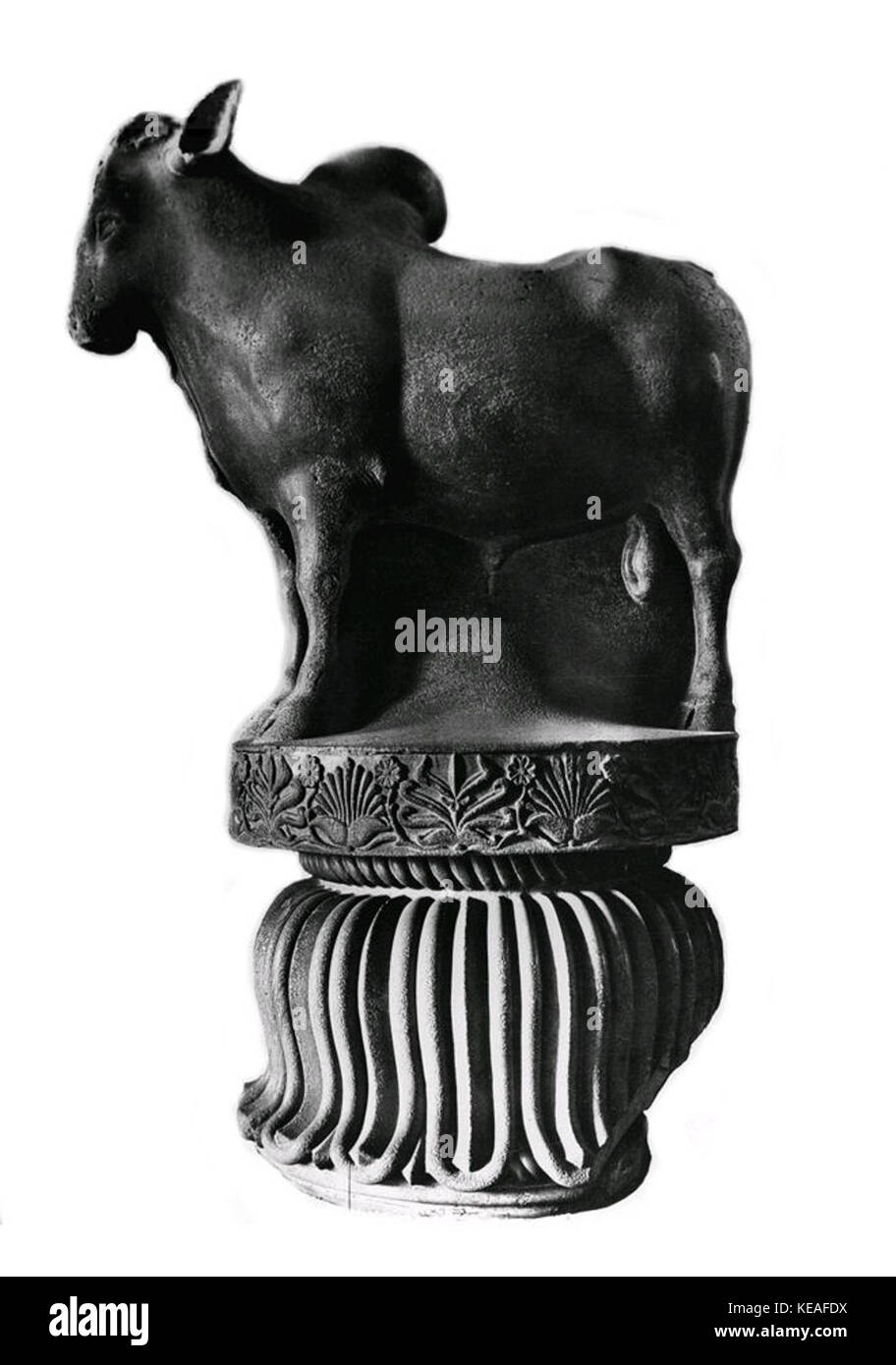 Rampurva bull black and white Stock Photo - Alamy
