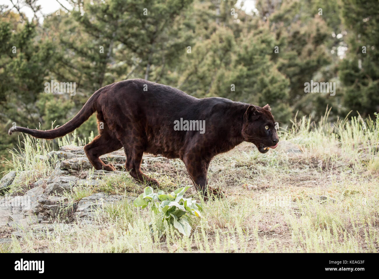 Black Panther Animal Walking High Resolution Stock Photography and ...
