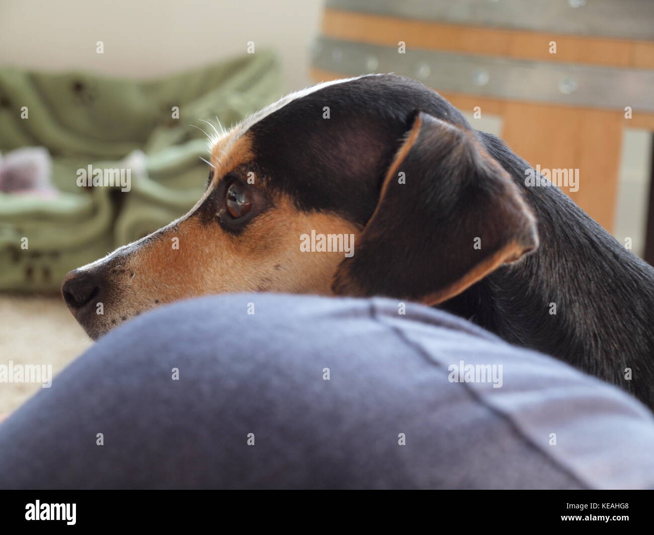 Whitney the rat terrier looking into the distance Stock Photo - Alamy