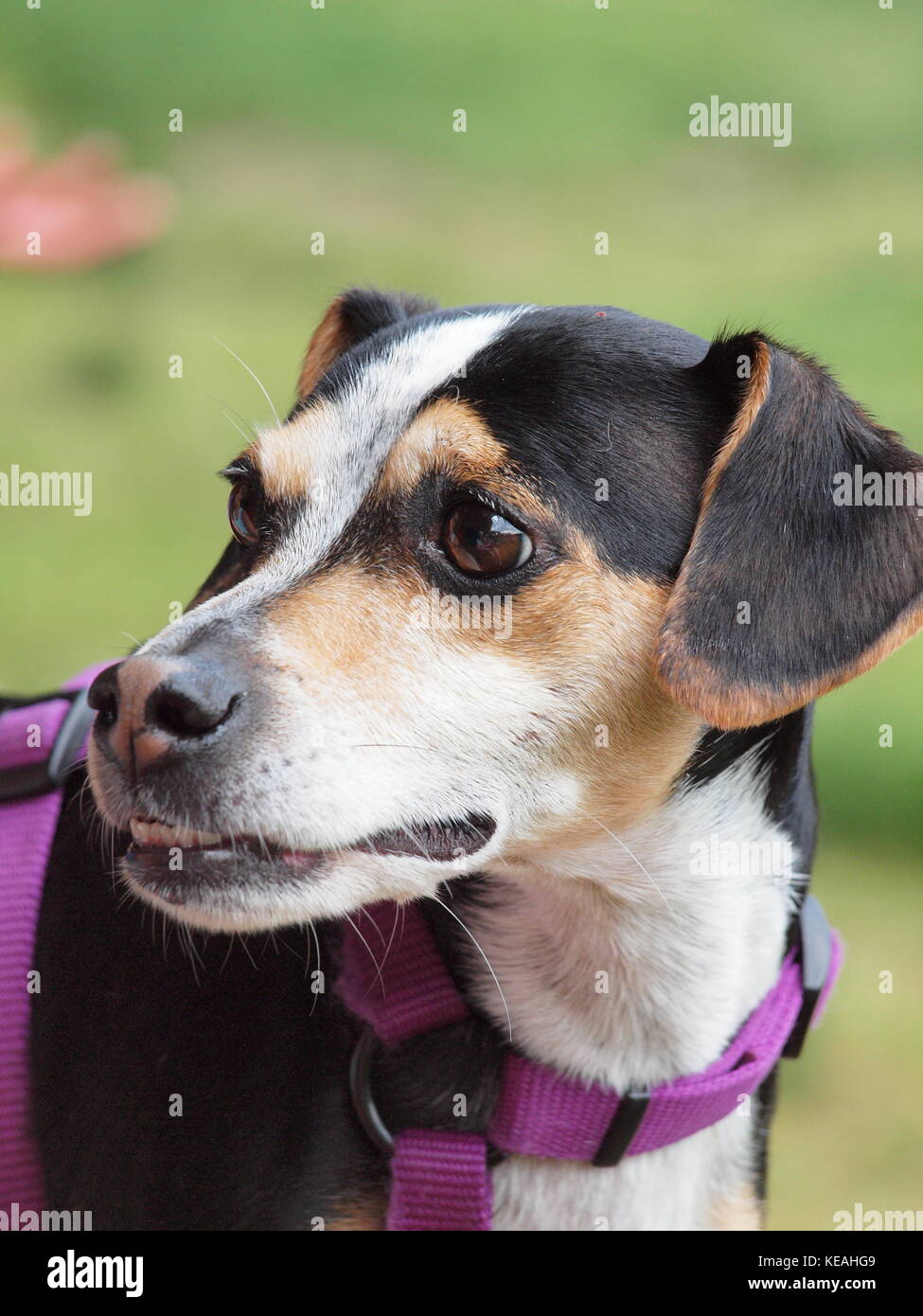 Floppy eared brown and white rat terrier hi-res stock photography and ...