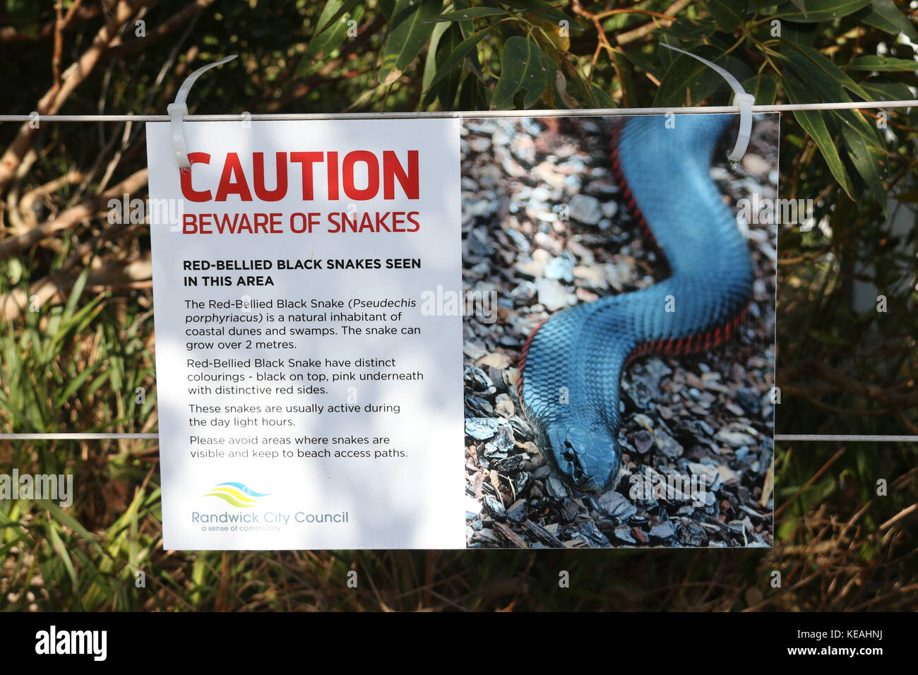 ‘Caution Beware of Snakes’ on a track next to Maroubra Beach warns of ...