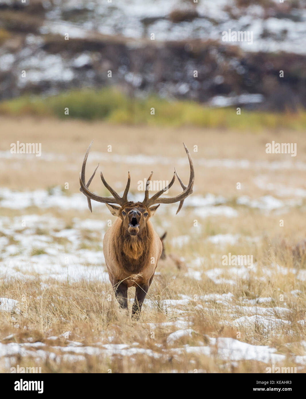 Bull elk bugling Stock Photo - Alamy