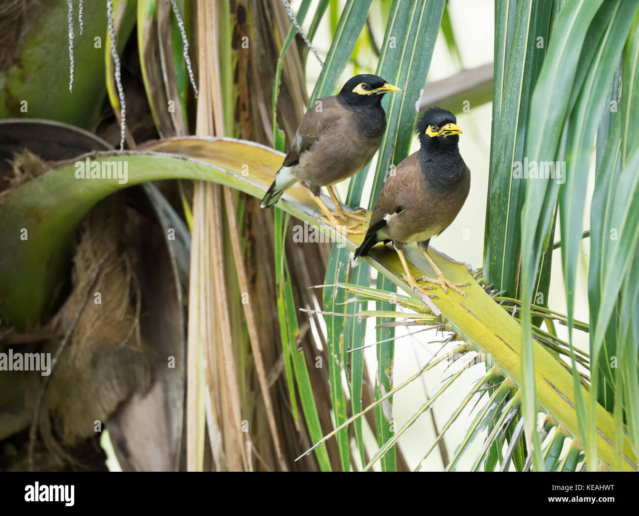 Pair of birds Common myna are sitting on a branch of palm tree Stock ...