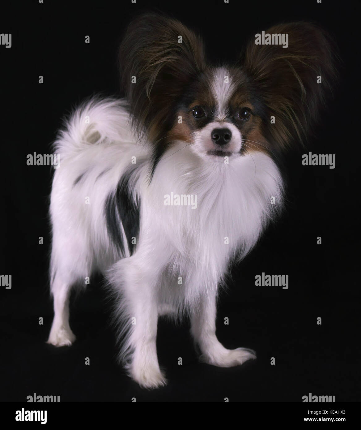 Beautiful young male dog Continental Toy Spaniel Papillon on black ...