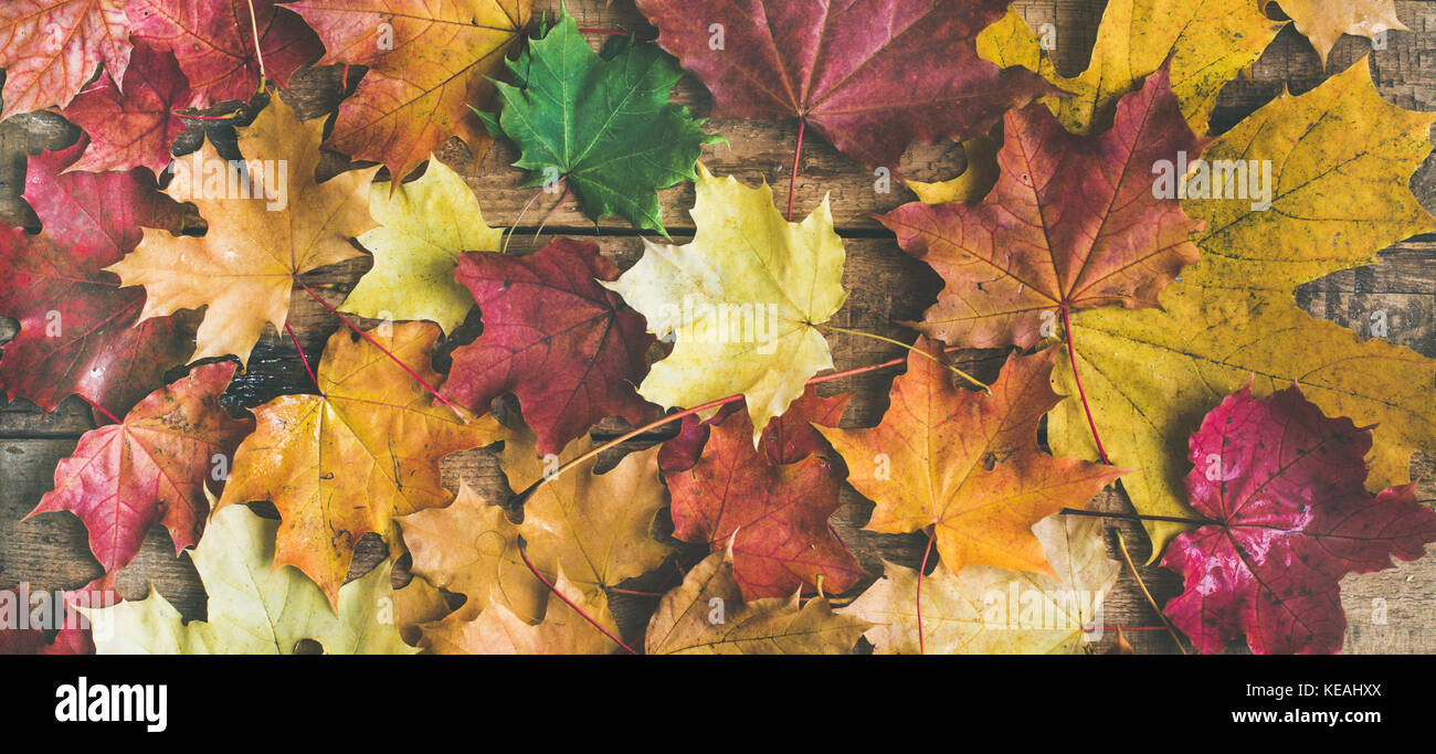 Flat-lay of colorful fallen maple leaves, top view Stock Photo - Alamy
