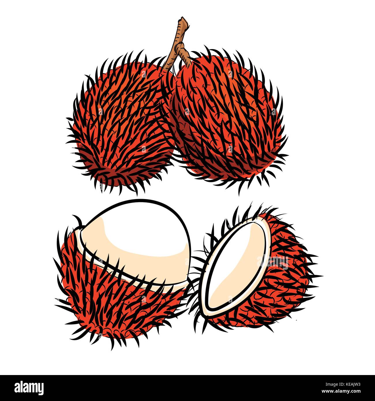 Hand drawn sketch of Rambutan isolated, Black and White Cartoon Vector ...