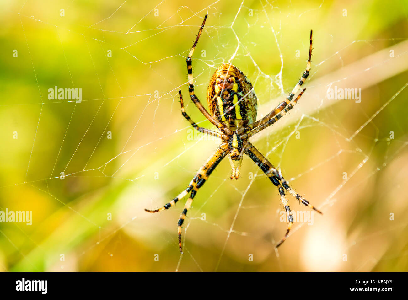 wasp spider in its web Stock Photo - Alamy