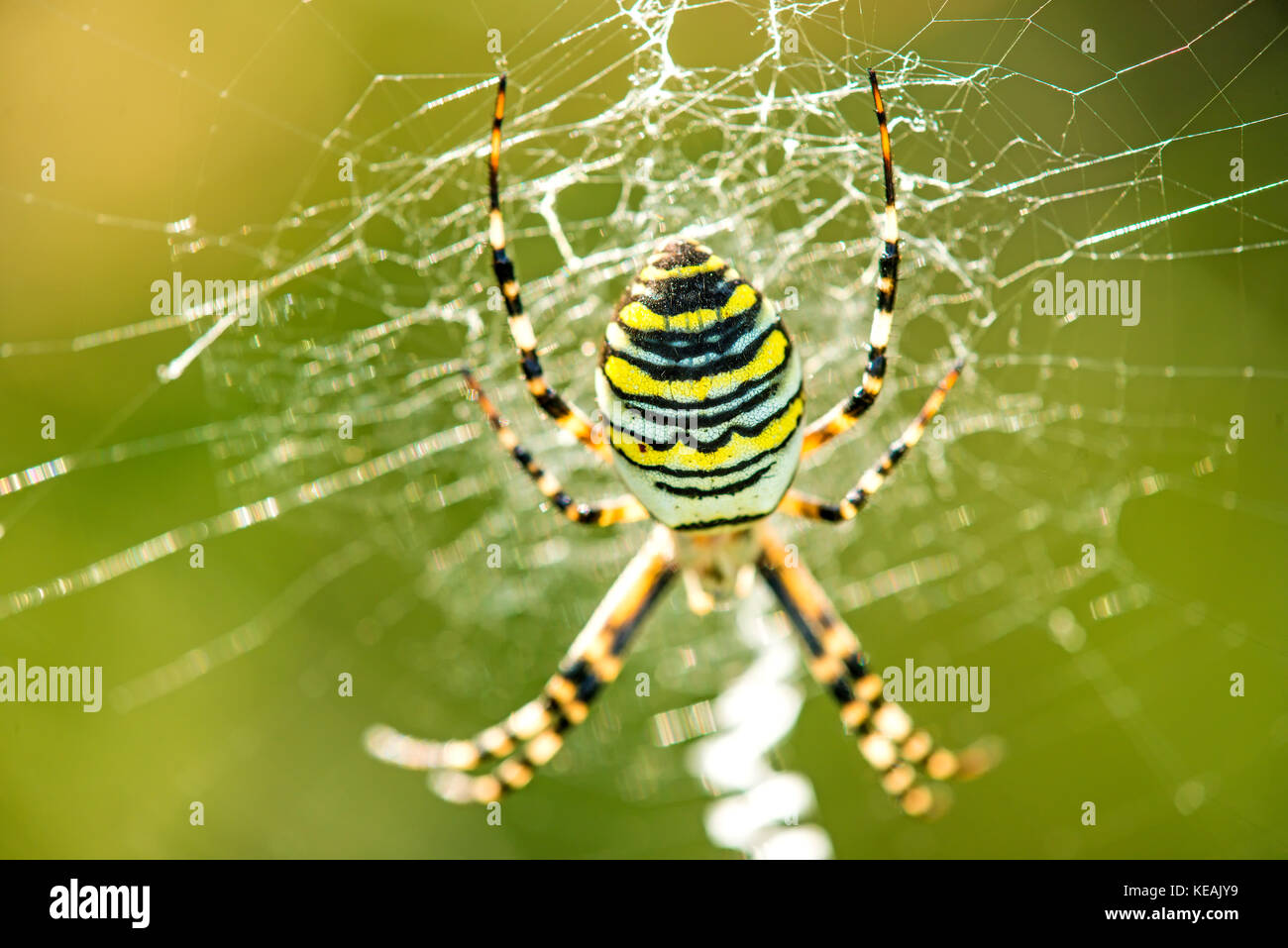 wasp spider in its web Stock Photo - Alamy