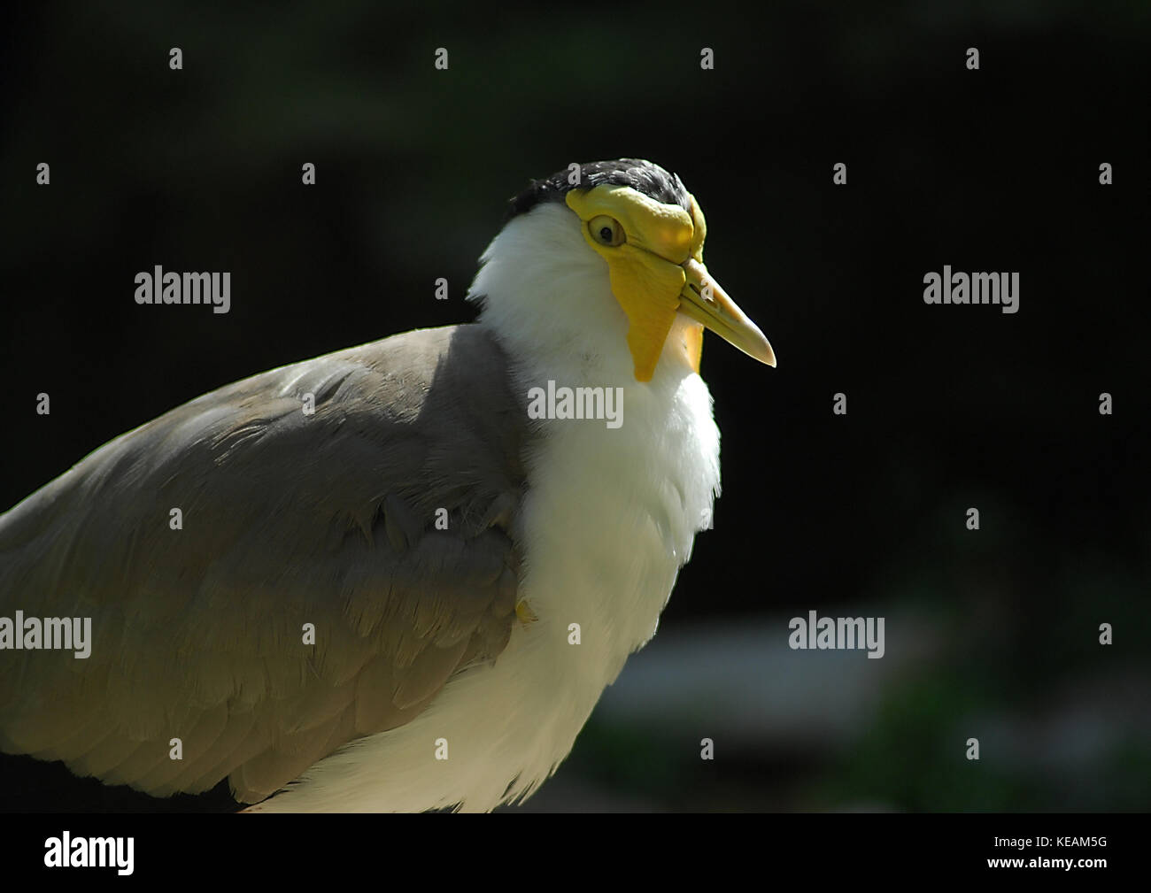 Portrait of a Yellow Masked Lapwing Stock Photo - Alamy