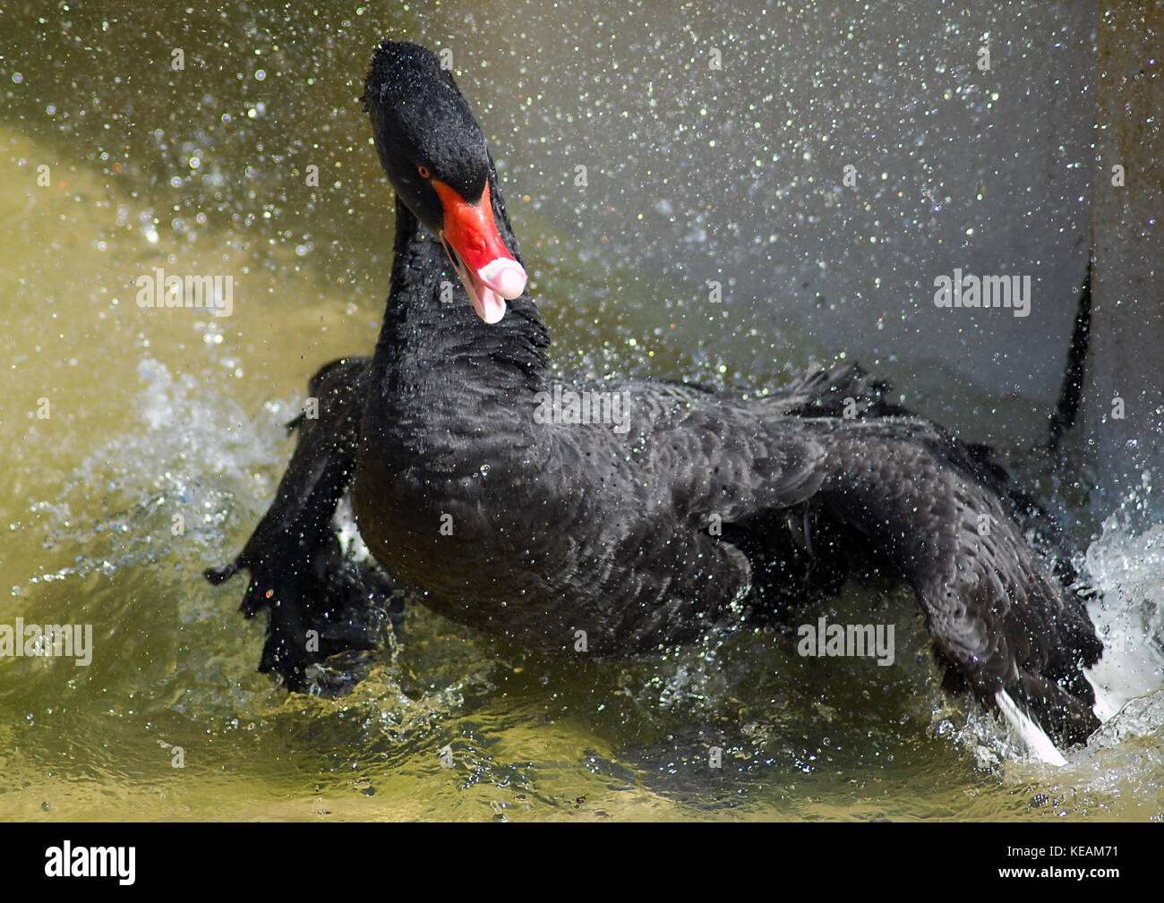 Black bird washing in a bird bath hi-res stock photography and images ...