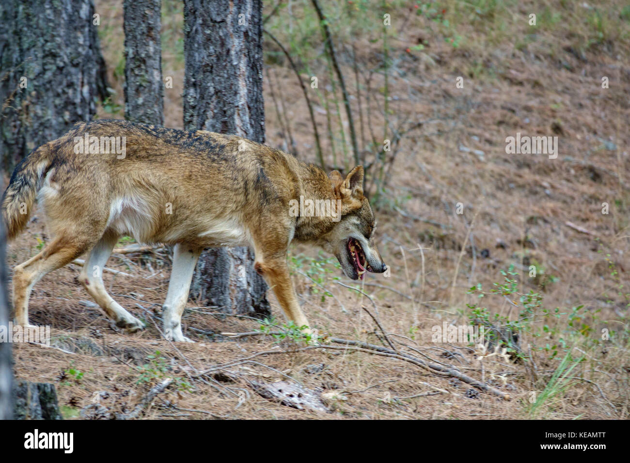 Iberian wolf profile between pine tree trunks Stock Photo - Alamy