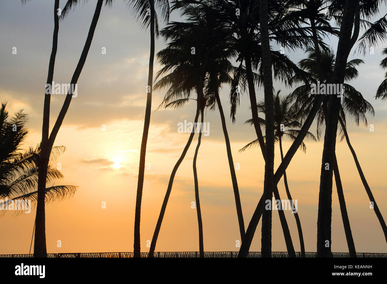Wadduwa Western Province Sri Lanka Sunset through Palm Trees Stock ...