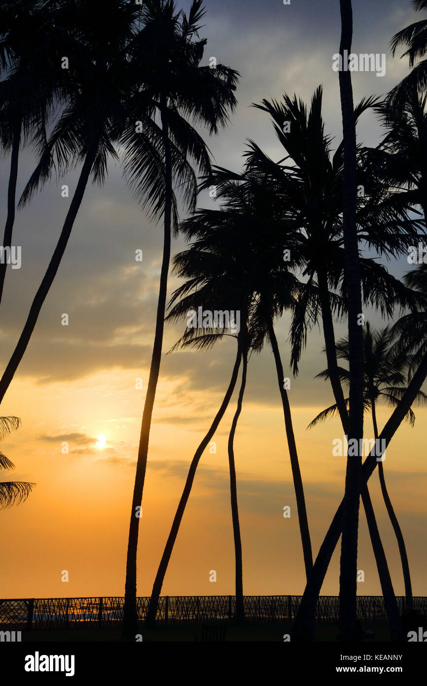 Wadduwa Western Province Sri Lanka Sunset through Palm Trees at Blue ...