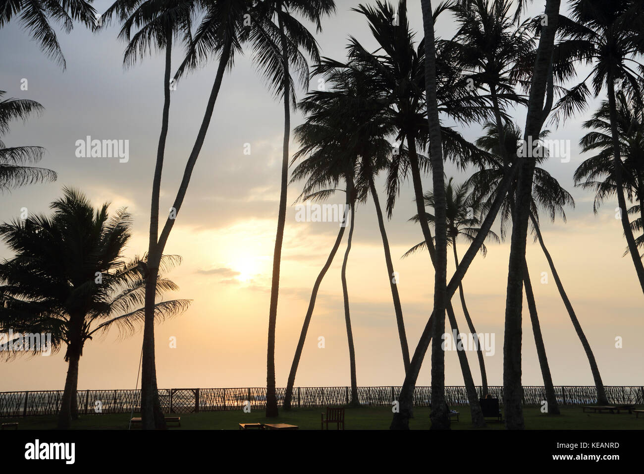Wadduwa Western Province Sri Lanka Palm Trees At Sunset At Blue Water ...