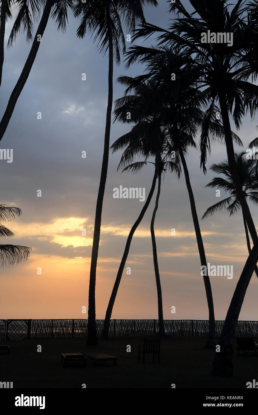 Wadduwa Western Province Sri Lanka Sunset through Palm Trees at Blue ...