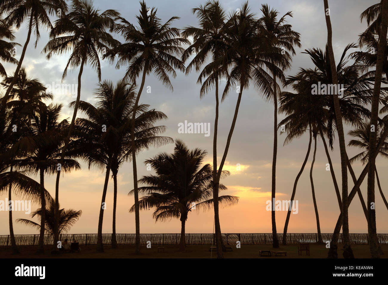 Hotel tourism palm trees hi-res stock photography and images - Alamy