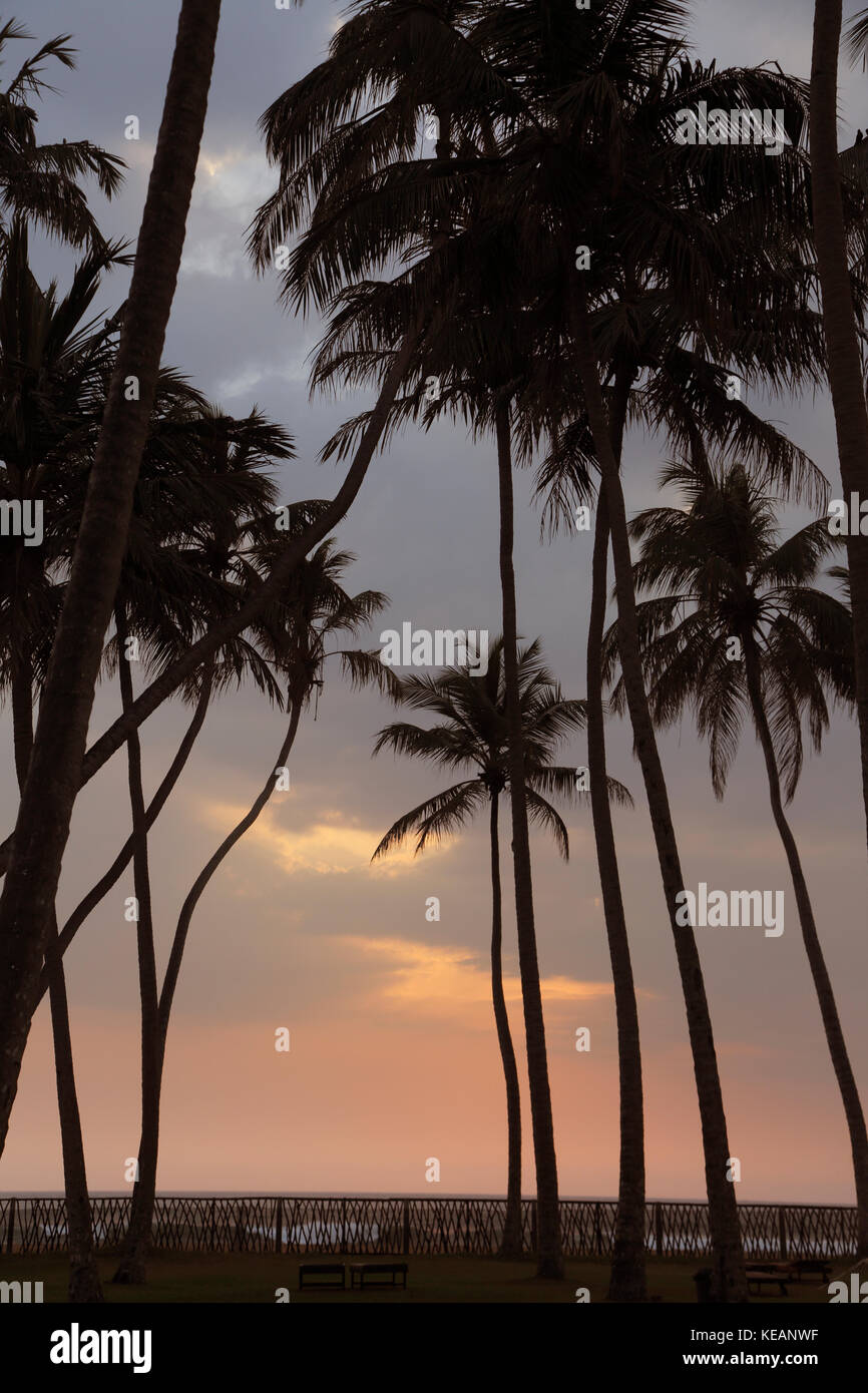 Wadduwa Western Province Sri Lanka Sunset through Palm Trees at Blue ...