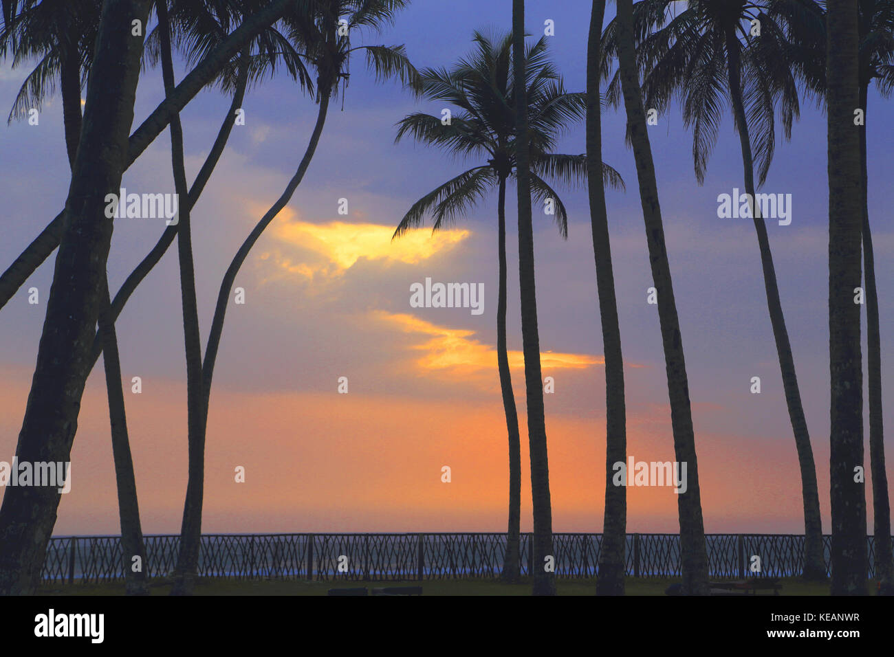 Wadduwa Western Province Sri Lanka Sunset through Palm Trees at Blue ...