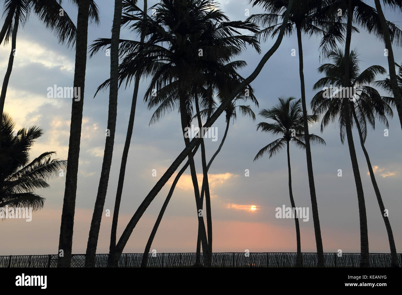 Hotel tourism palm trees hi-res stock photography and images - Alamy