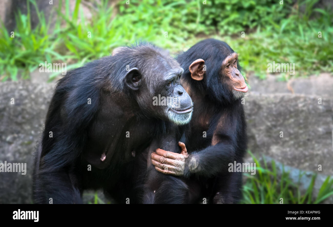 Mother and son chimpanzees: young chimpanzee holds the arm and body of ...