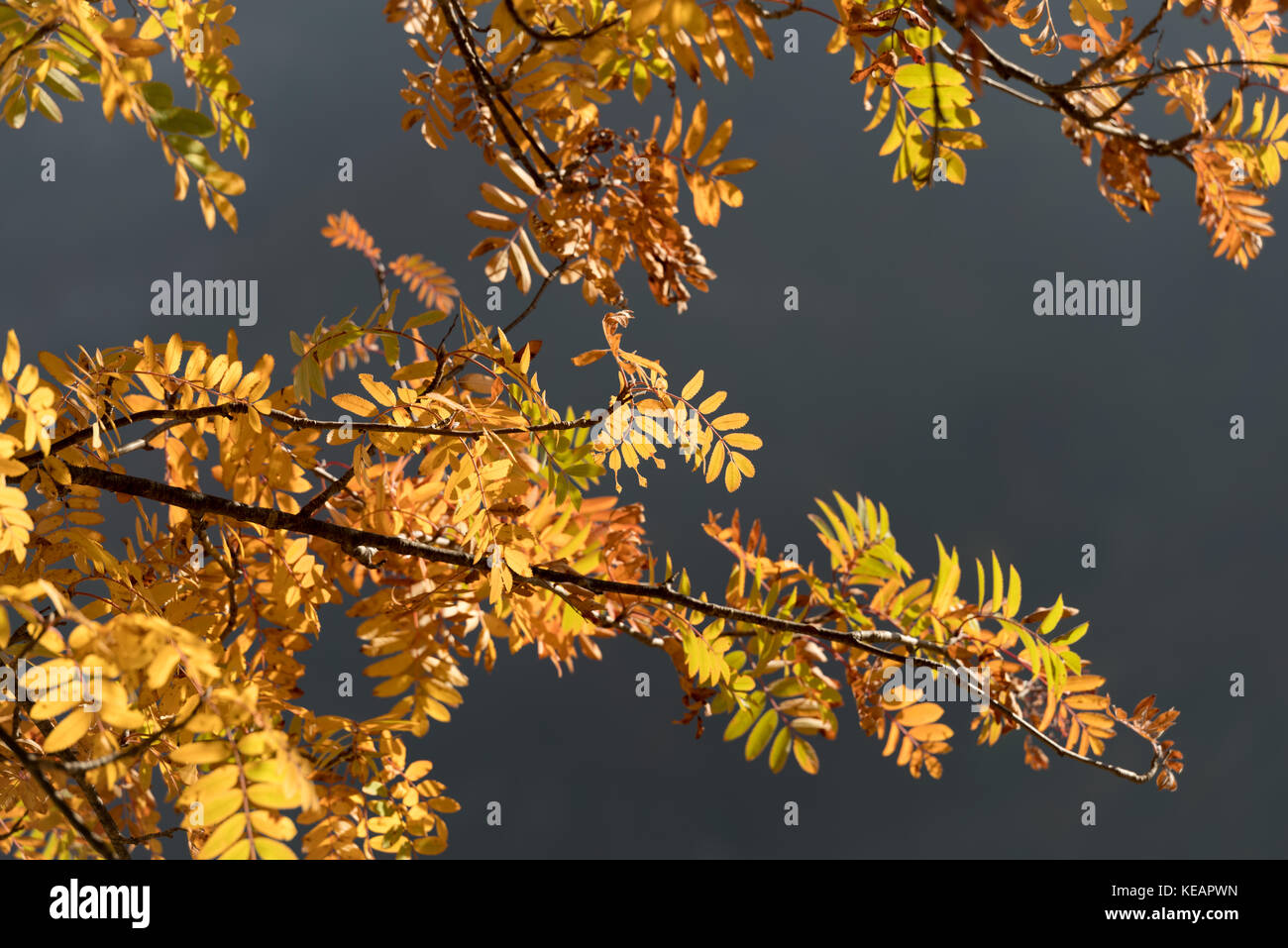 Golden coloured rowanberry leaves in autumn Stock Photo - Alamy