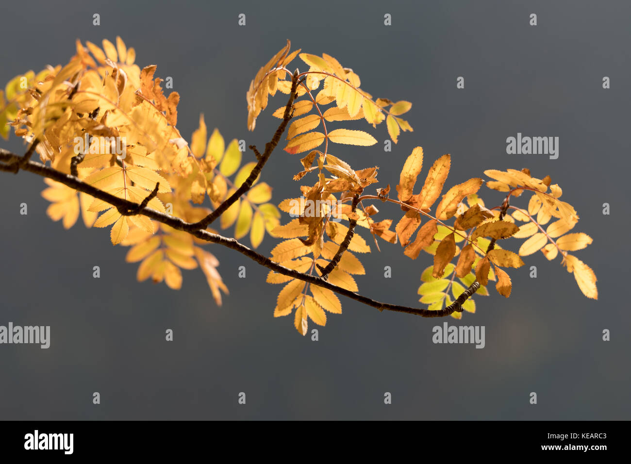 Golden coloured rowanberry leaves in autumn Stock Photo - Alamy