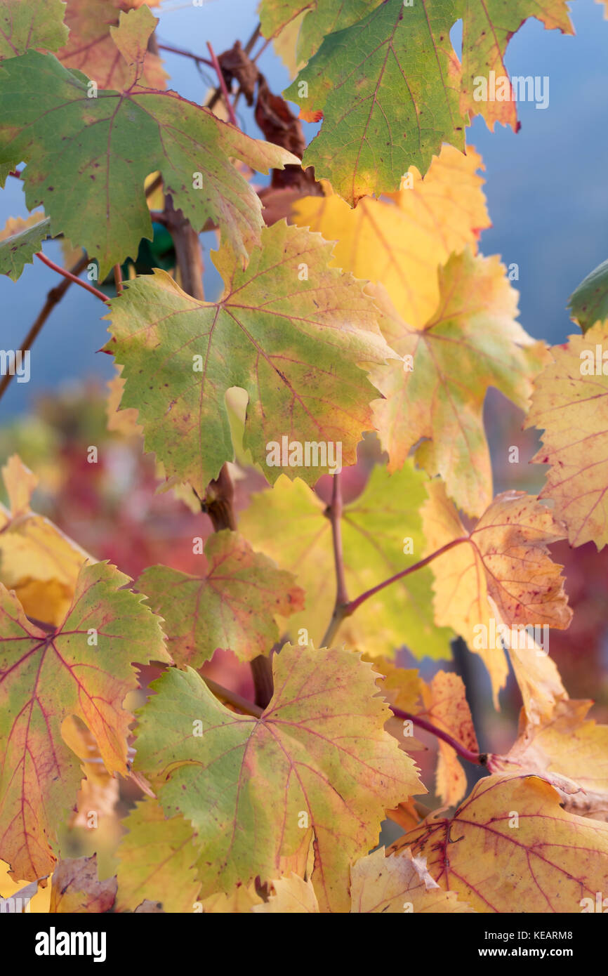 Red vine autumn leaves background Stock Photo - Alamy