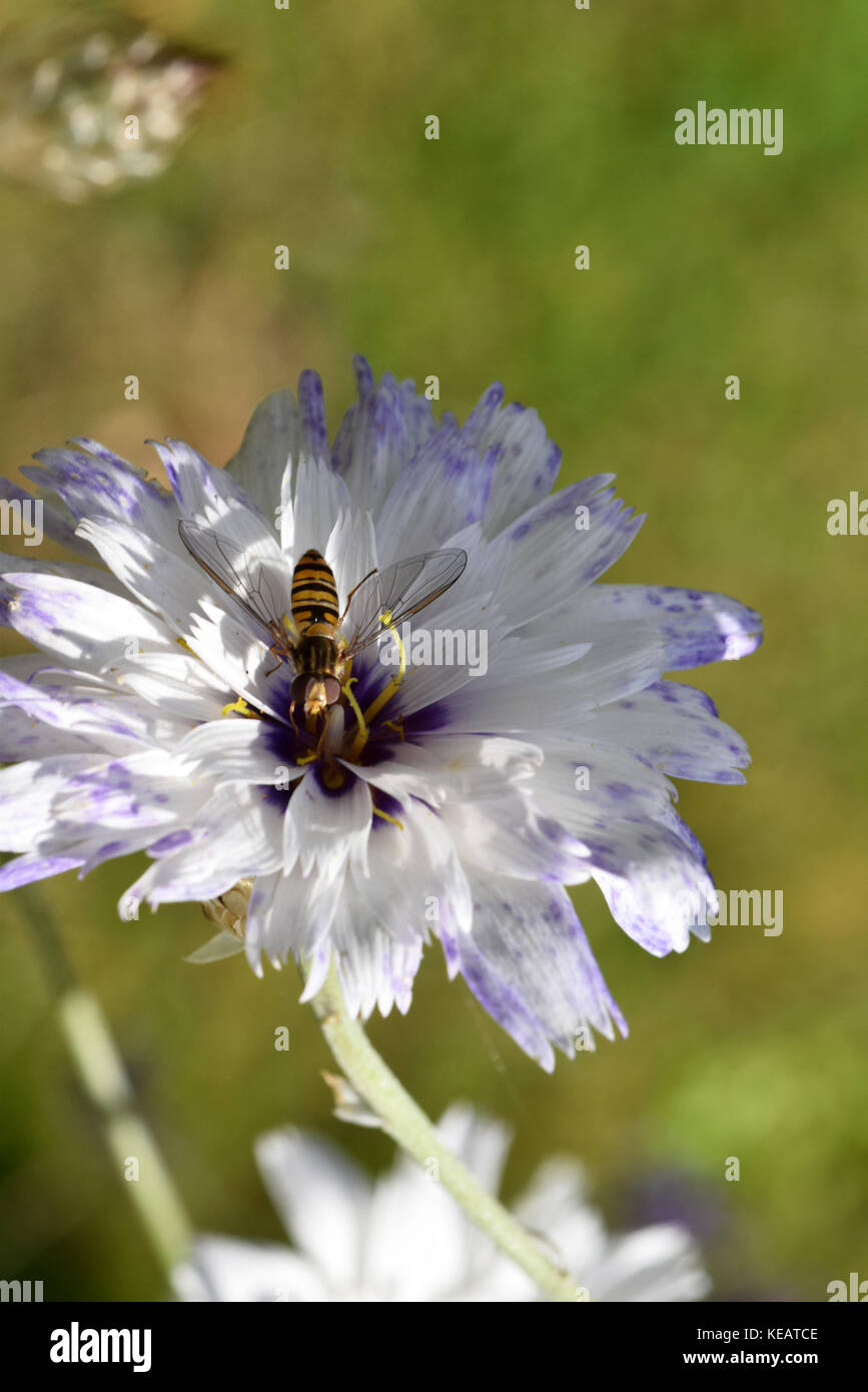 Catananche caerulea alba hi-res stock photography and images - Alamy