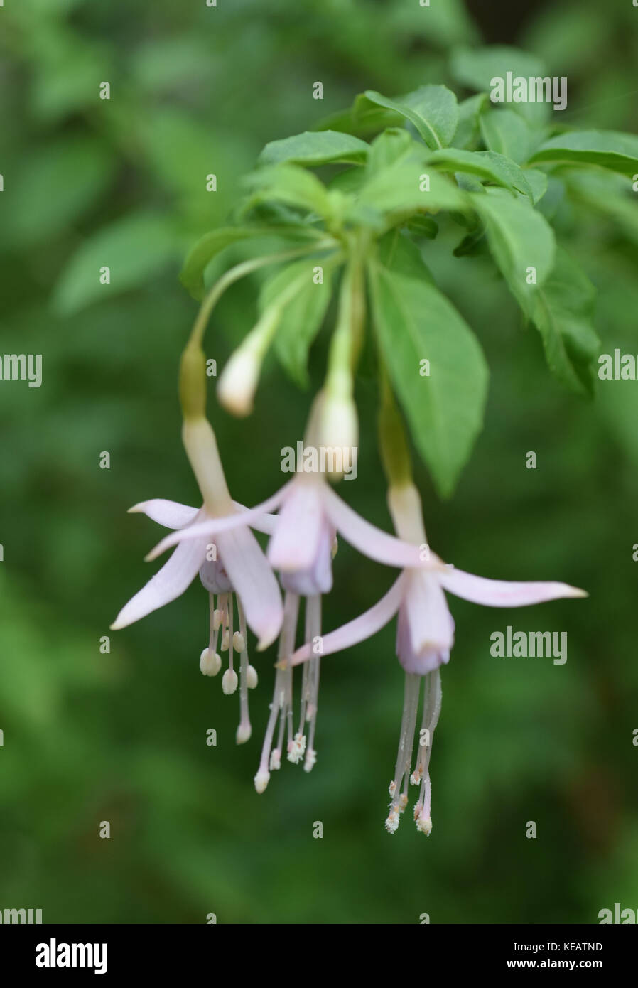Pale pink fuchsia flowers hi-res stock photography and images - Alamy