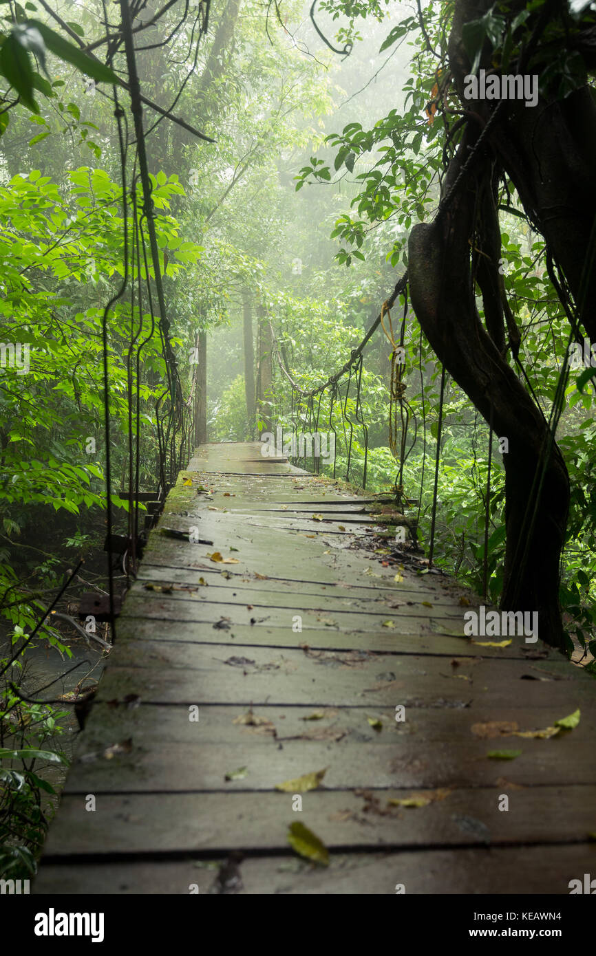 Old suspension bridge in rainforest Stock Photo - Alamy