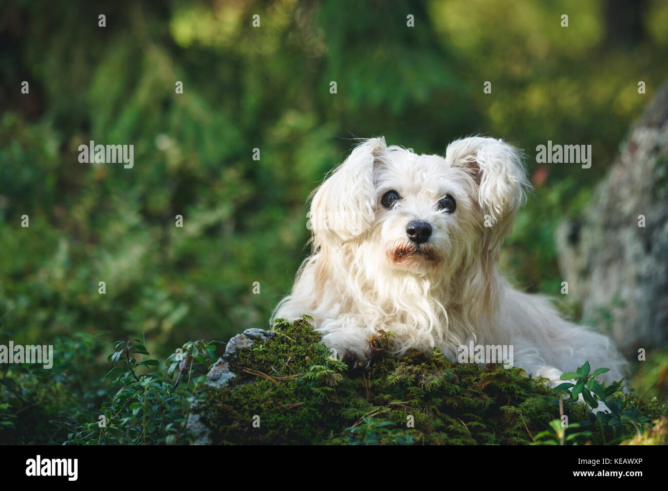 White mixed breed dog in forest Stock Photo - Alamy