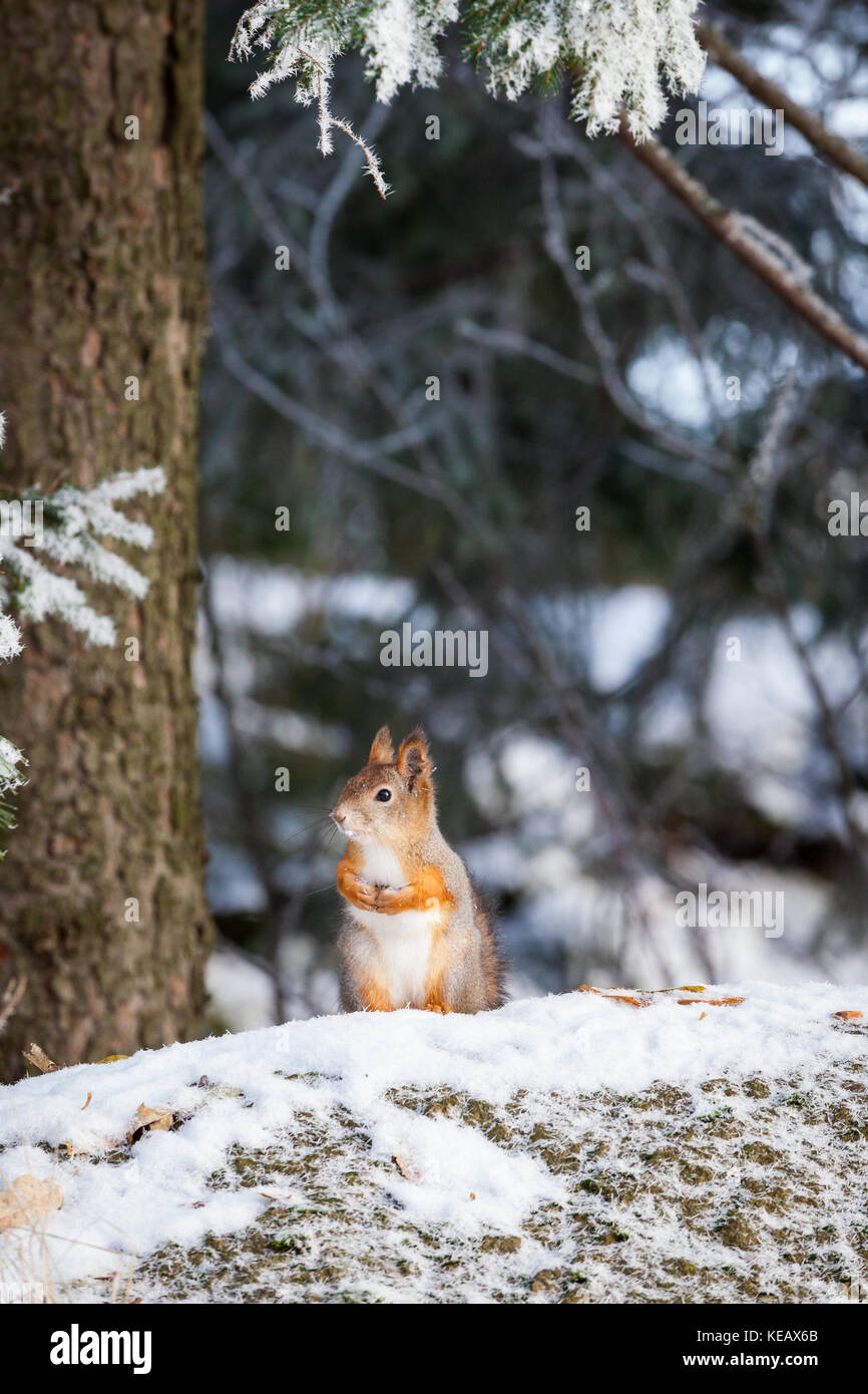Squirrel at winter Stock Photo - Alamy