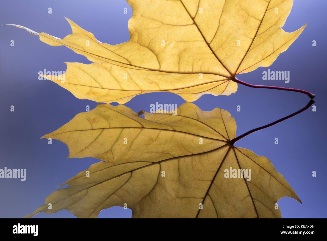 Close up of part of the textured golden yellow maple leaf and its ...