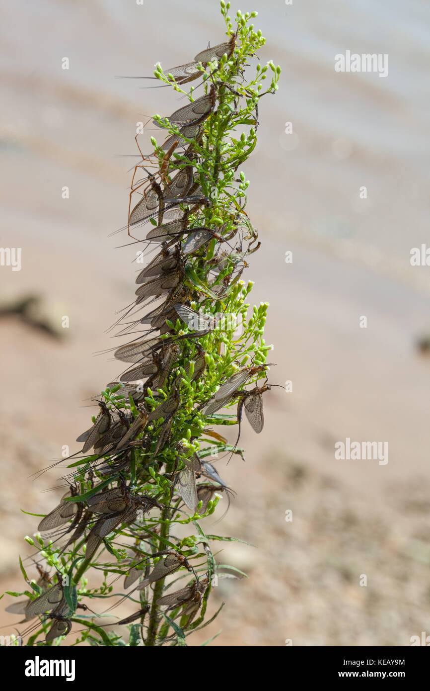 Mayflies aquatic insects hi-res stock photography and images - Alamy