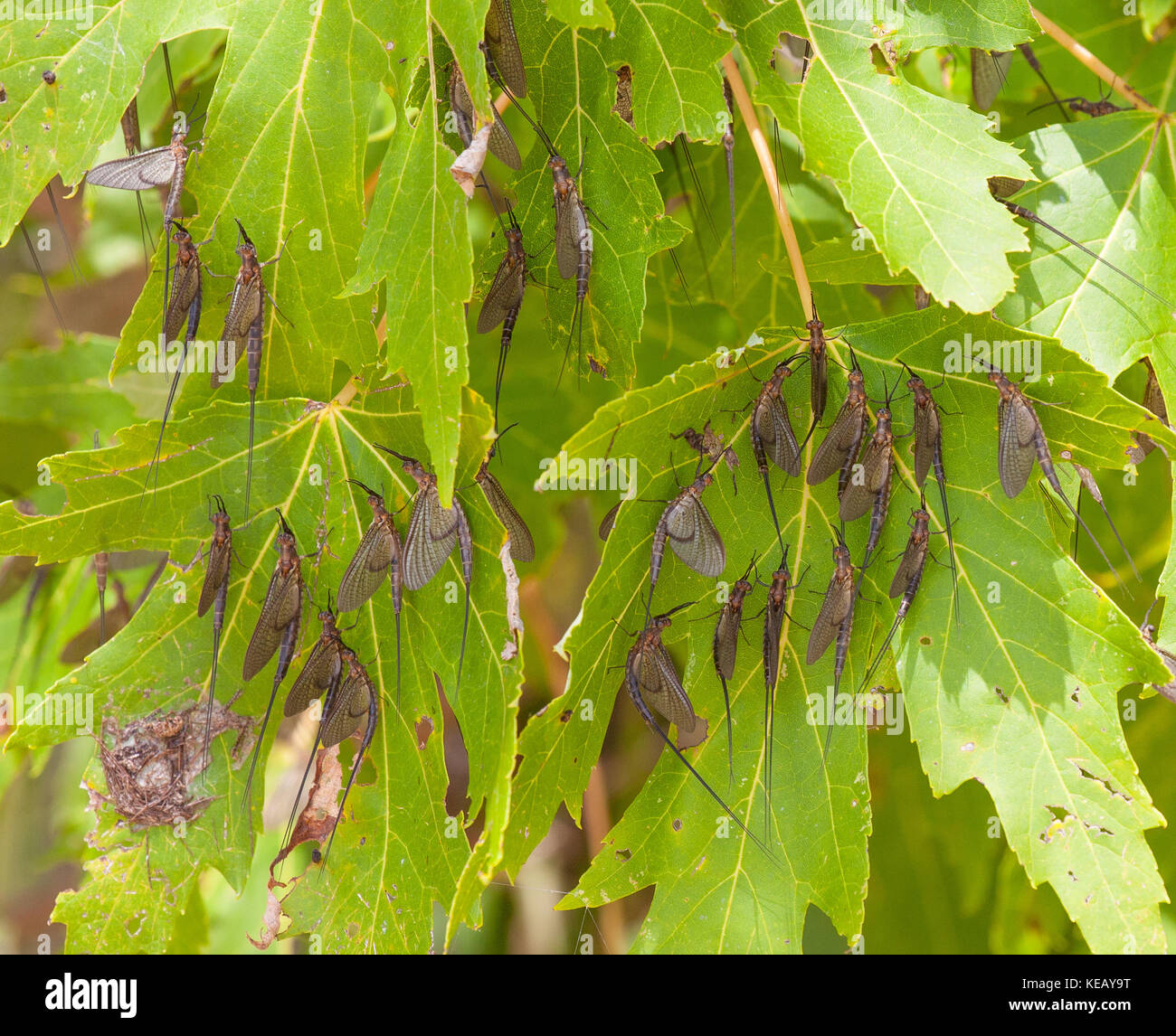 Mayflies aquatic insects hi-res stock photography and images - Alamy