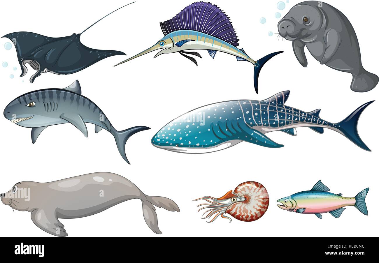 Ocean creatures hi-res stock photography and images - Alamy