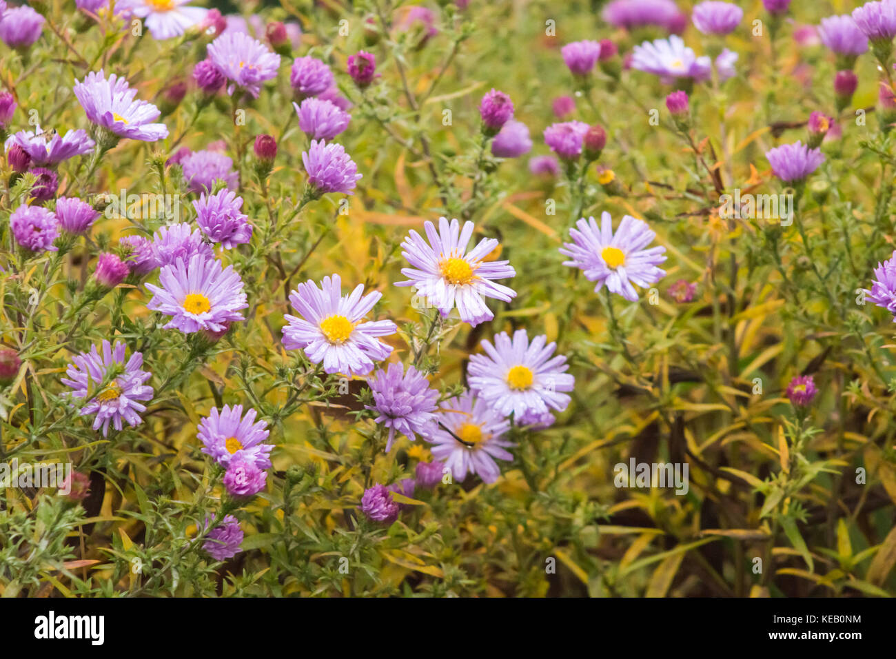 beautiful autumn perennial violet chrysanthemum close-up background ...