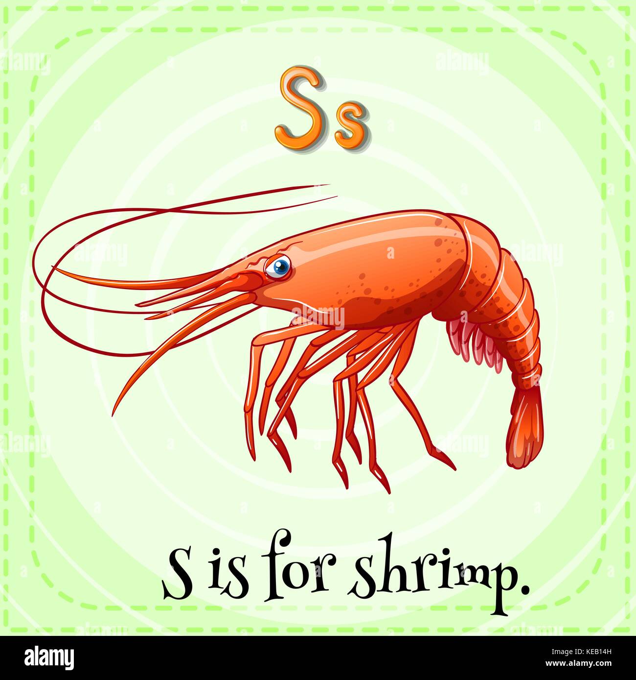 Flashcard letter S is for shrimp Stock Vector Image & Art - Alamy