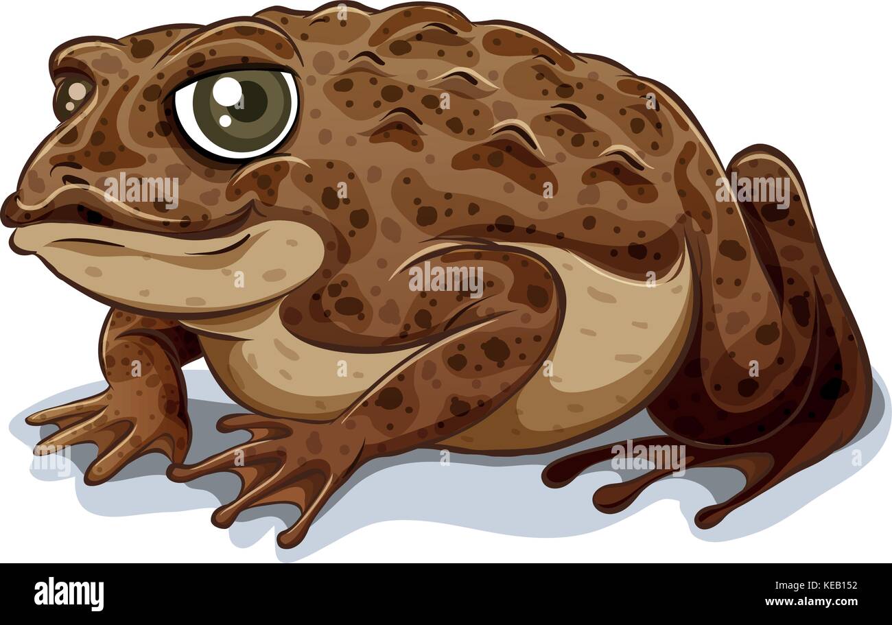 Brown Toad Clipart