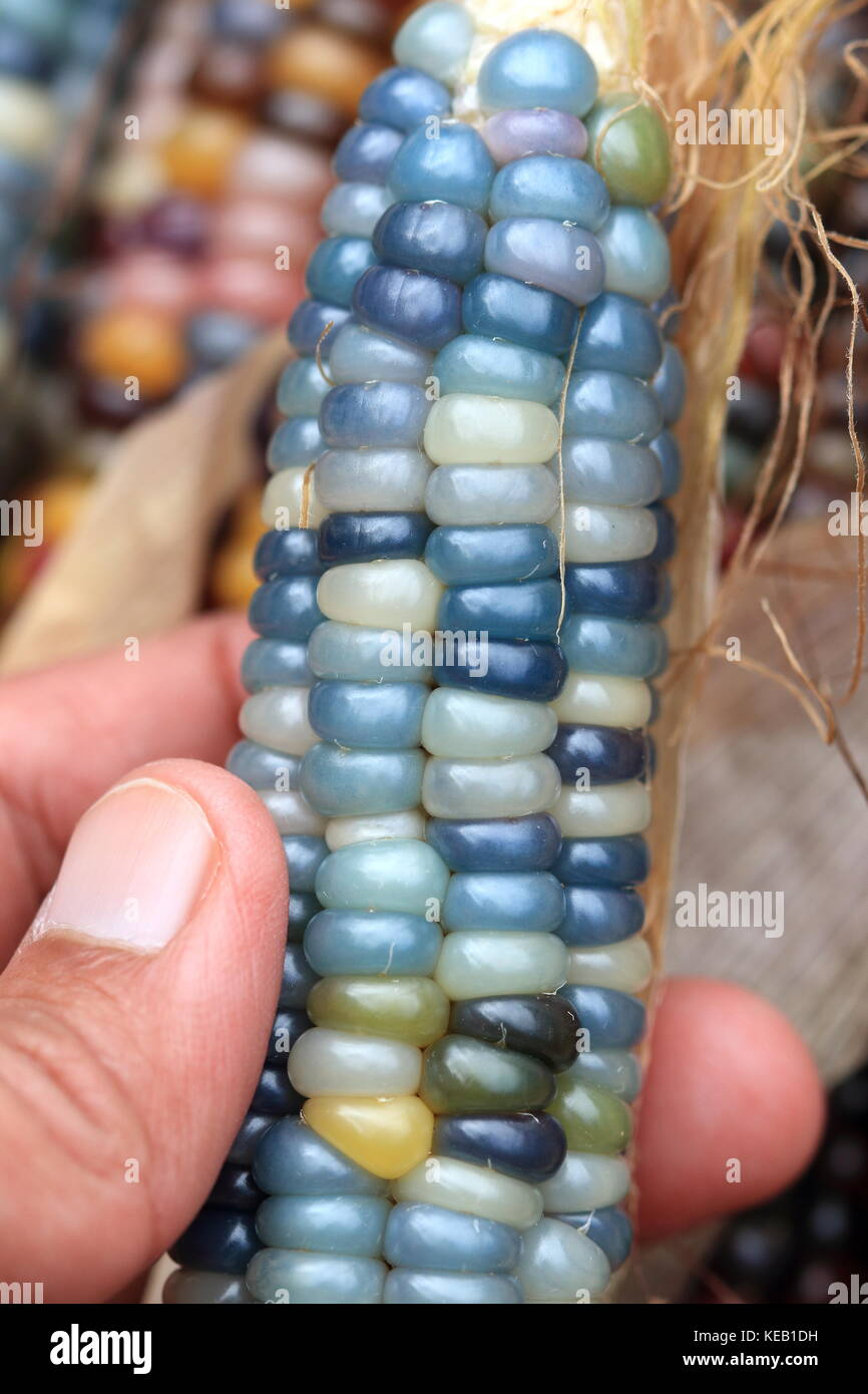Heirloom Corn High Resolution Stock Photography and Images - Alamy