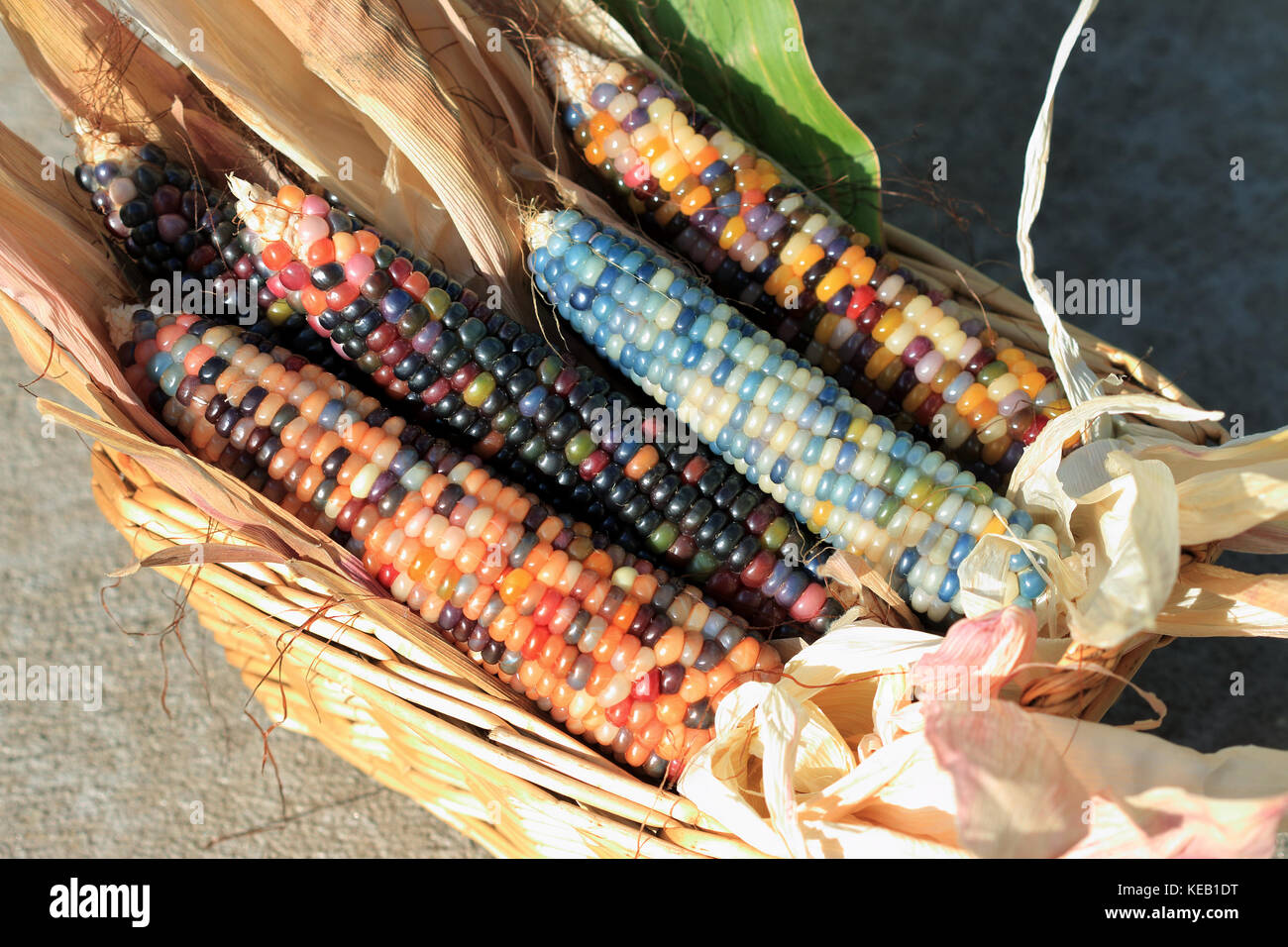 Close up of Glass Gem corn Stock Photo - Alamy