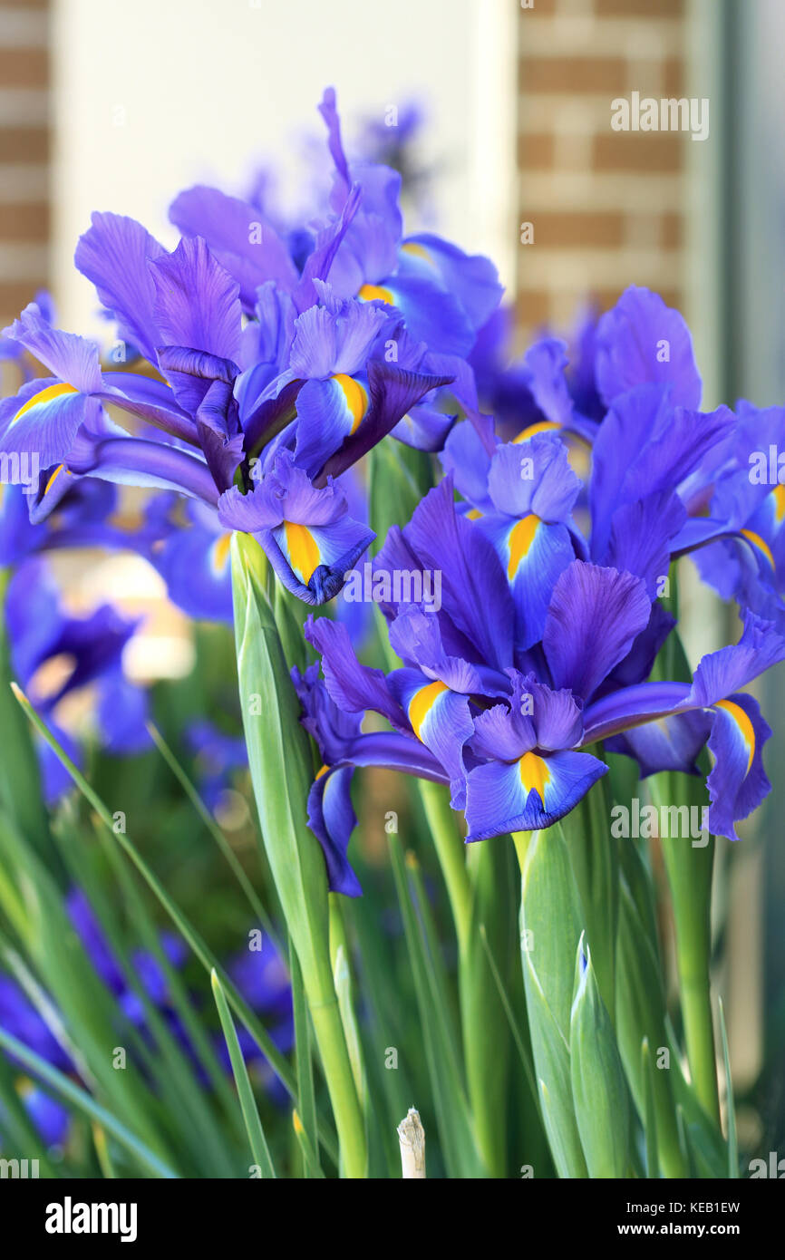 Dark Blue Dutch Iris also known as Iris × hollandica flowers in full ...