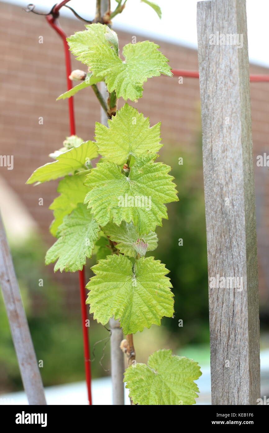 Close up of grape leaves Stock Photo - Alamy