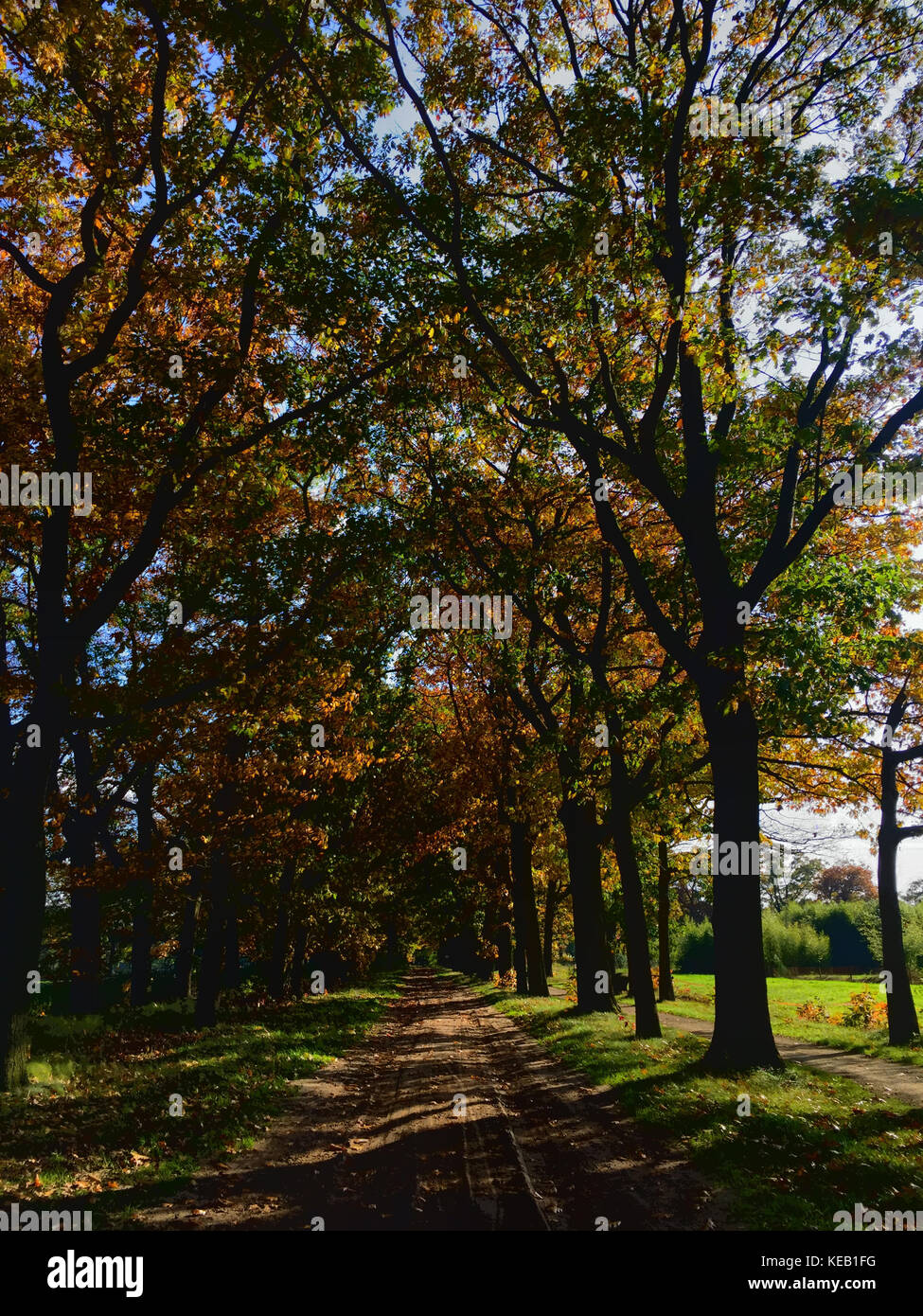 Colorful fall foliage on the countryside on a sunny autumn's day Stock ...