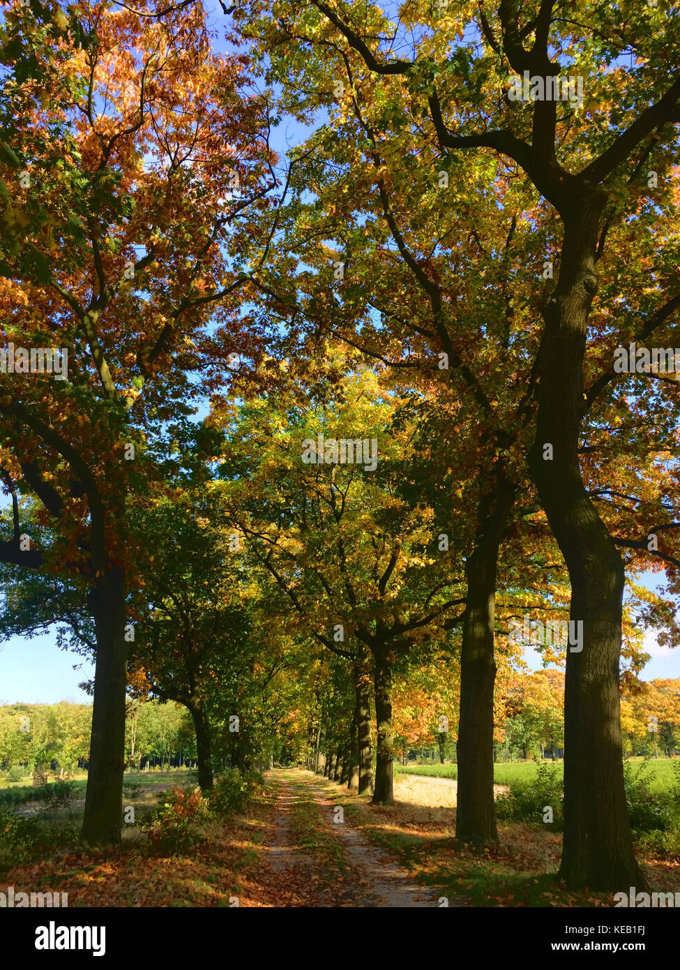 Colorful fall foliage on the countryside on a sunny autumn's day Stock ...