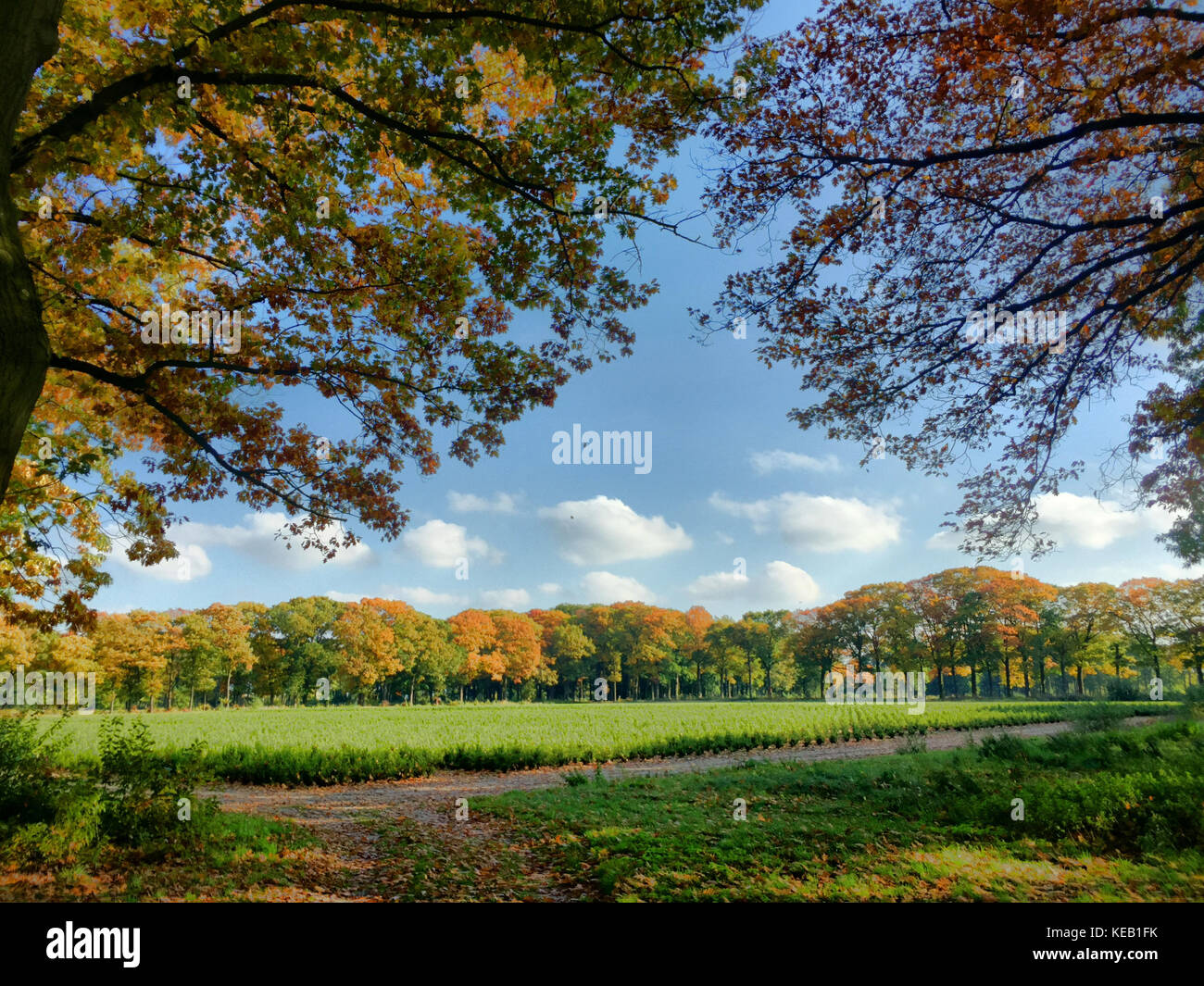 Colorful fall foliage on the countryside on a sunny autumn's day Stock ...